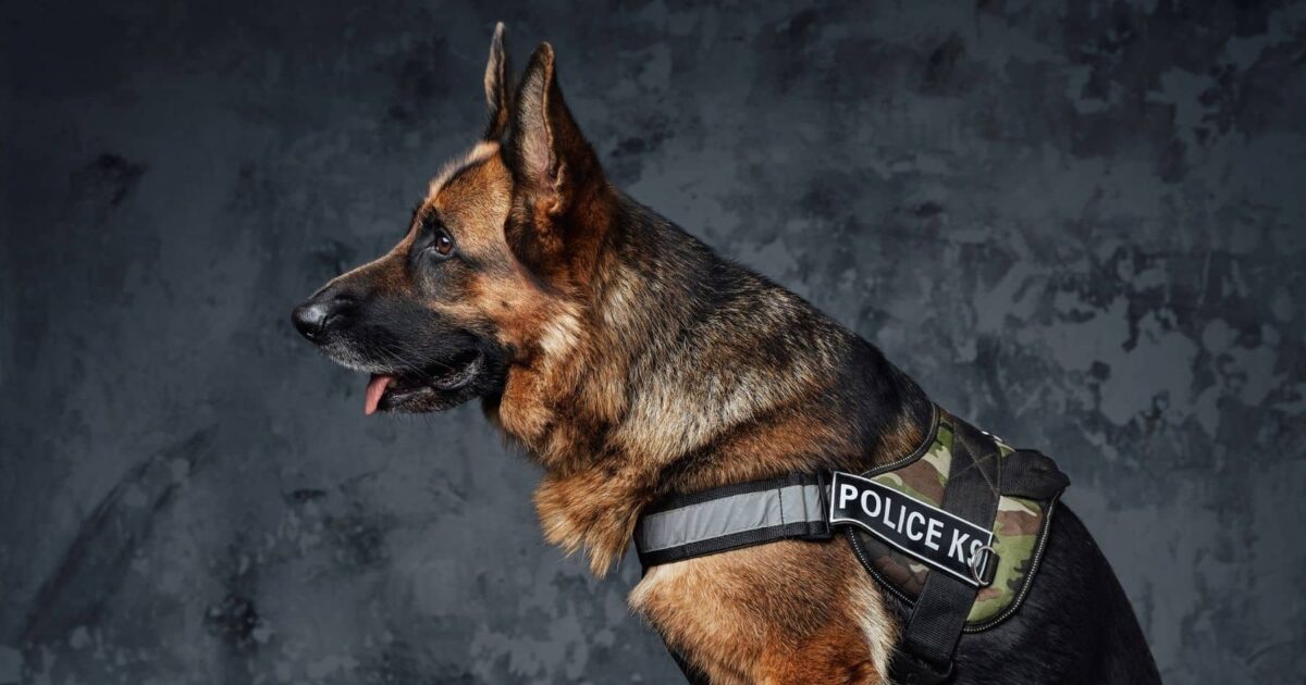 Police Dogs w/ Cook County Sheriff's Office | The Bridge